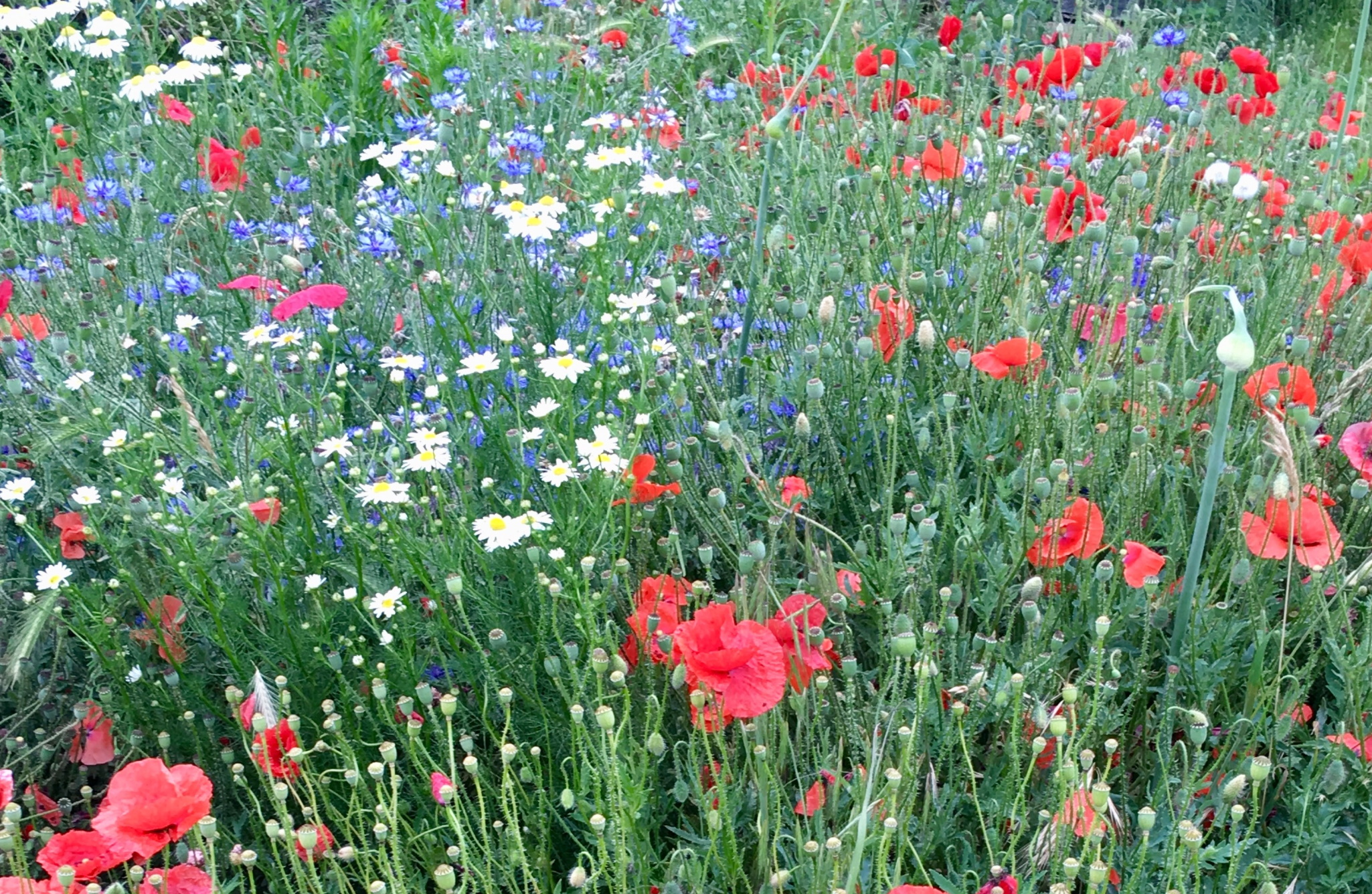 Wildflowers In Normandy | Best Flower Site